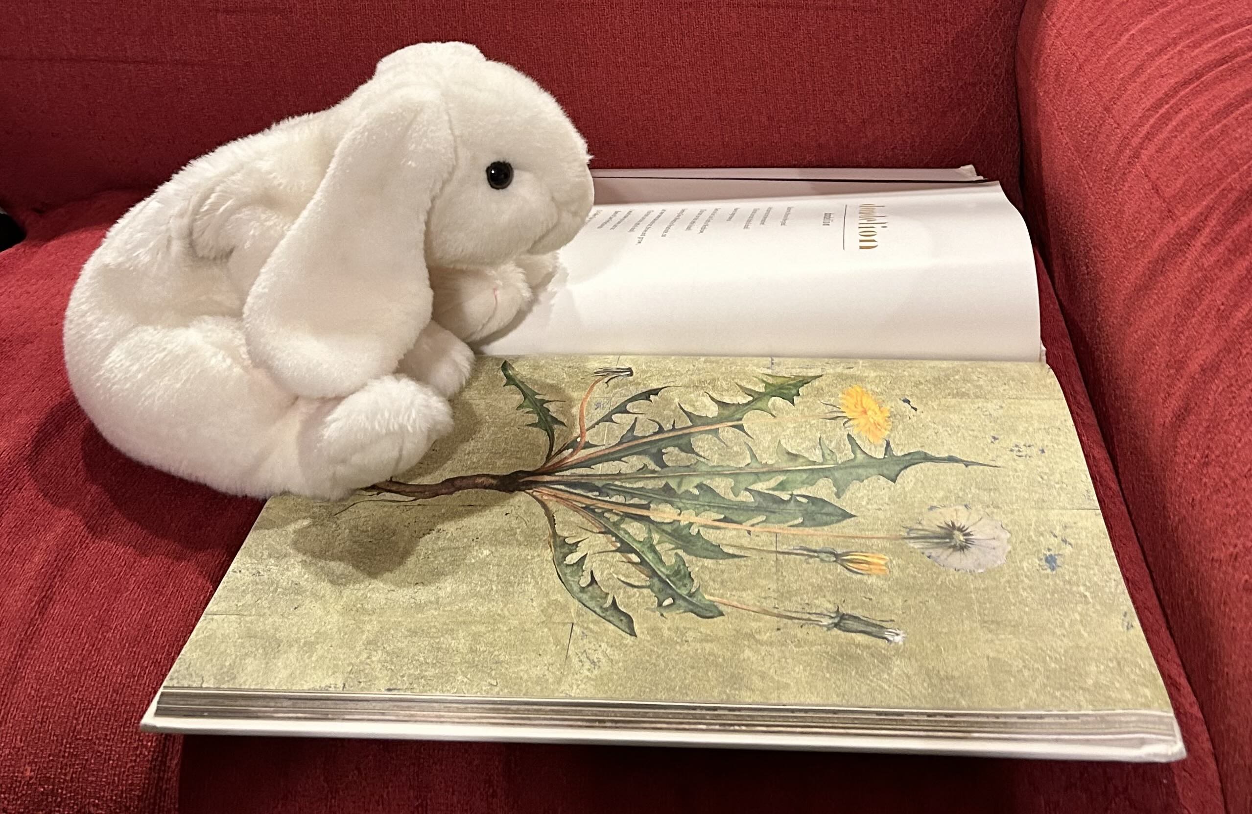 Marshmallow reviews The Lost Words: A Spell Book by Robert Macfarlane ...